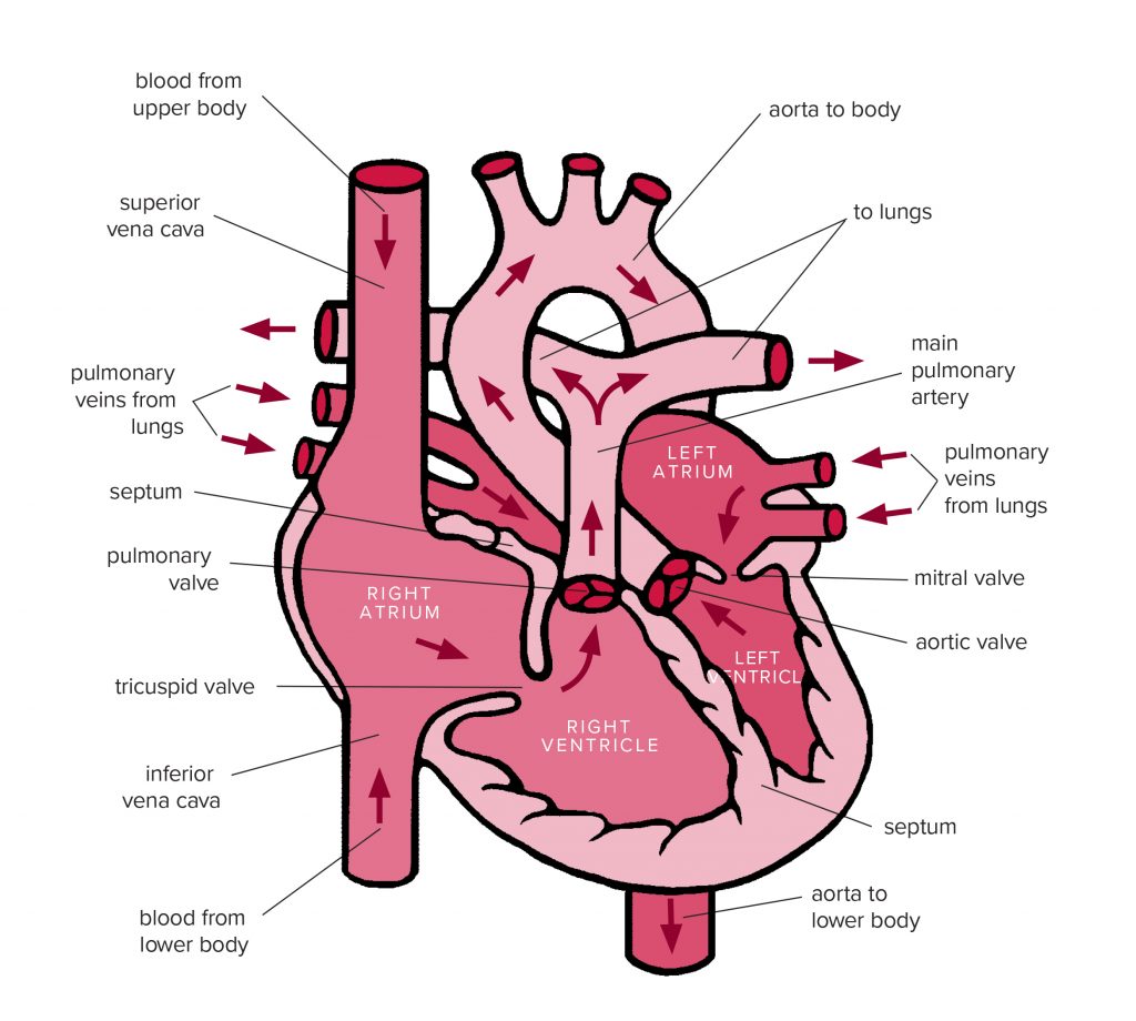 Chapter 3: Learning | Children’s Heart Network