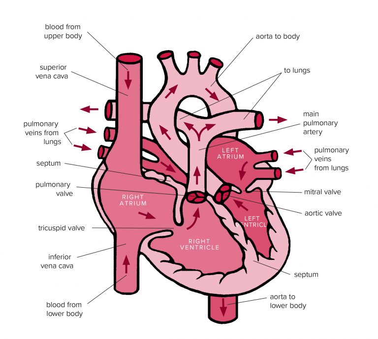 Chapter 3: Learning | Children’s Heart Network